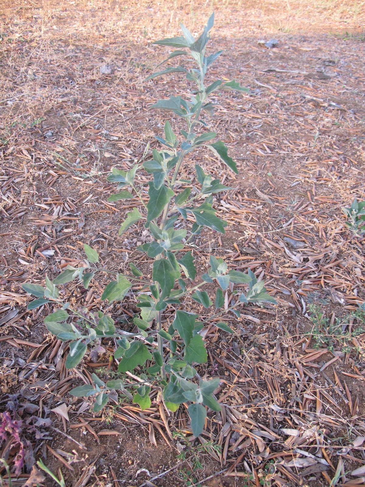 FLORA NEL SALENTO e.. anche altrove: Chenopodium album L ...