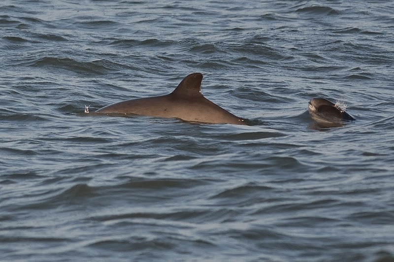 Outdoor Photography: Bruinvissen bij Hoek van Holland