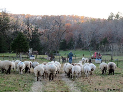 Farmgirl Fare: Monday Dose of Cute: Sheep Working Sunday Afternoon