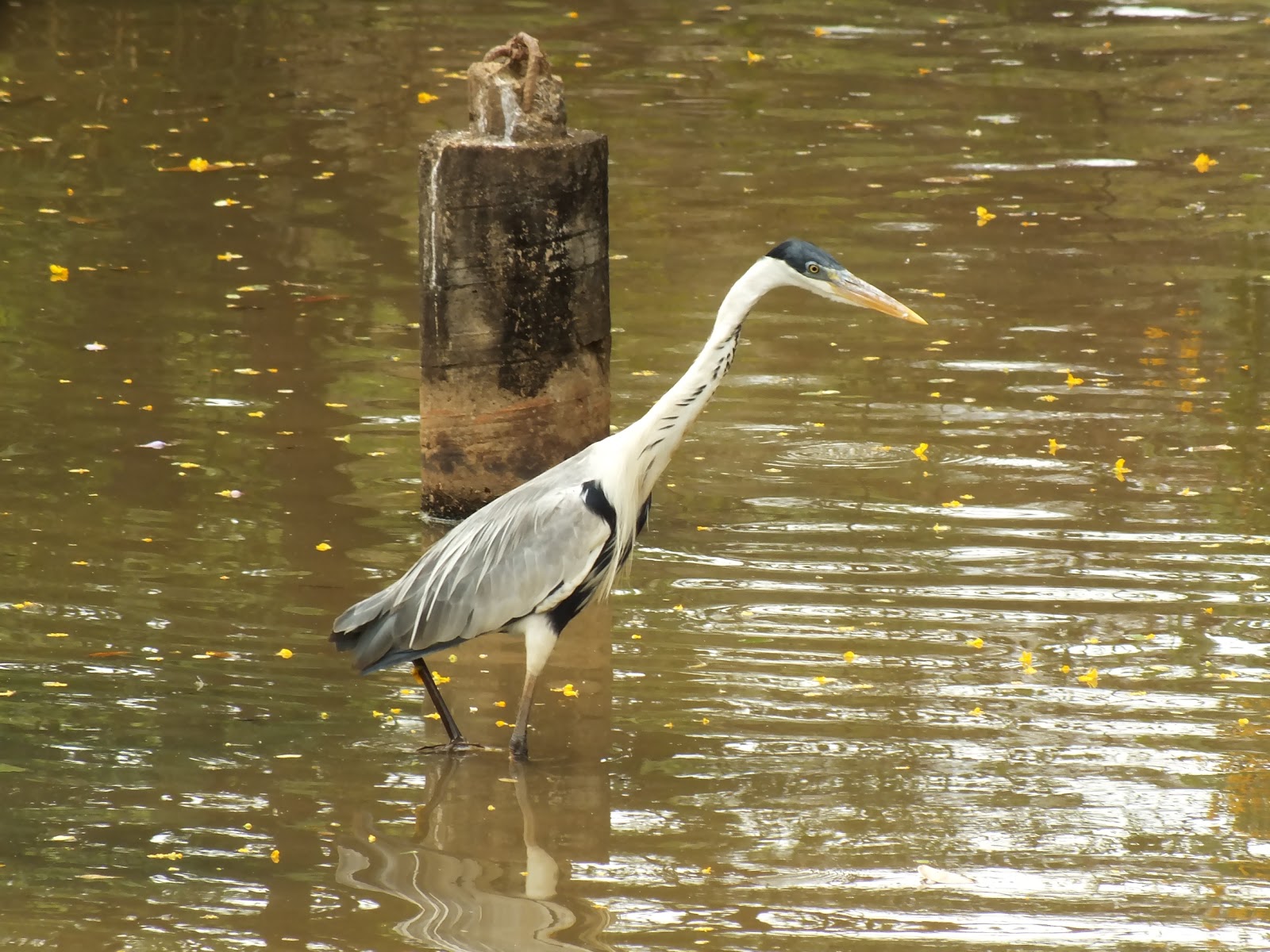 Observando Aves!: Garça-moura (Ardea cocoi)