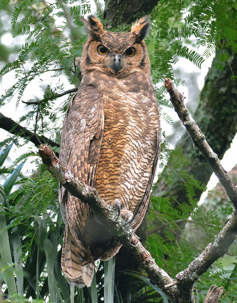 Comunidade Acariquara: 2017