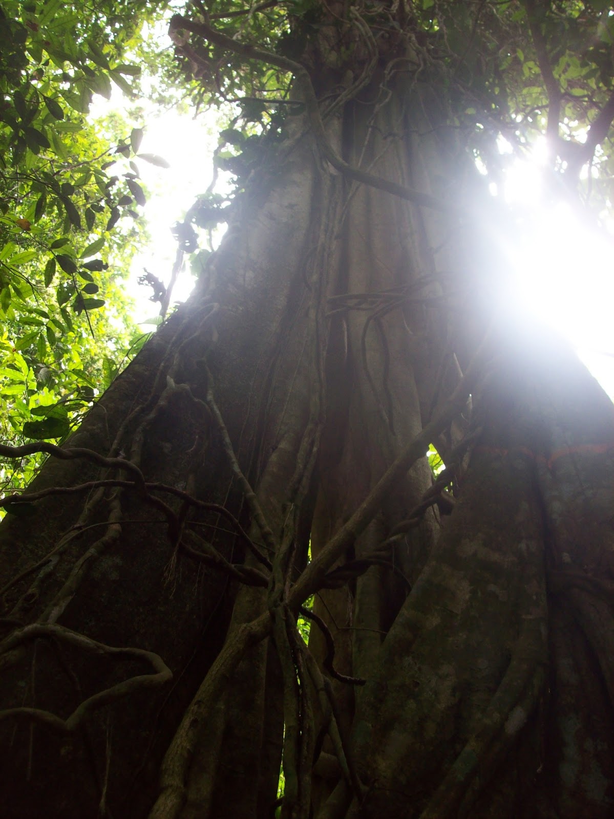 Collin Lab Student Blog: Isla Barro Colorado