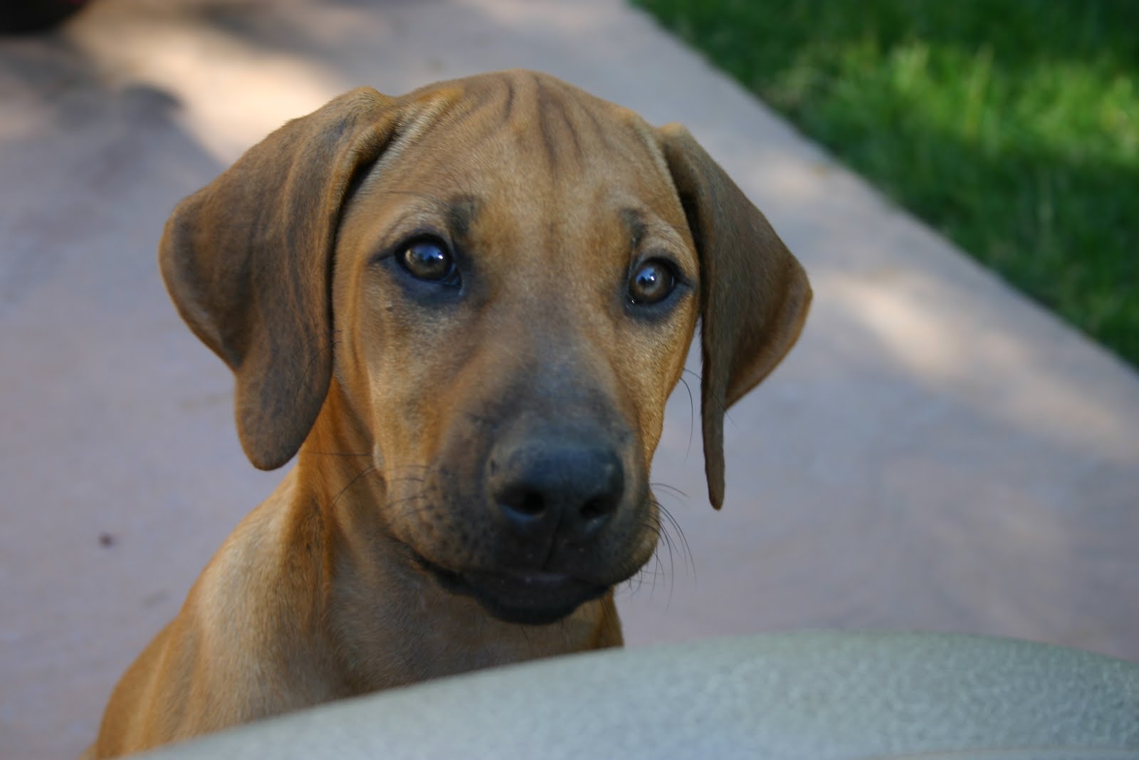 Raviro Rhodesian Ridgebacks: Beautiful Light Blue Girl is looking for a ...