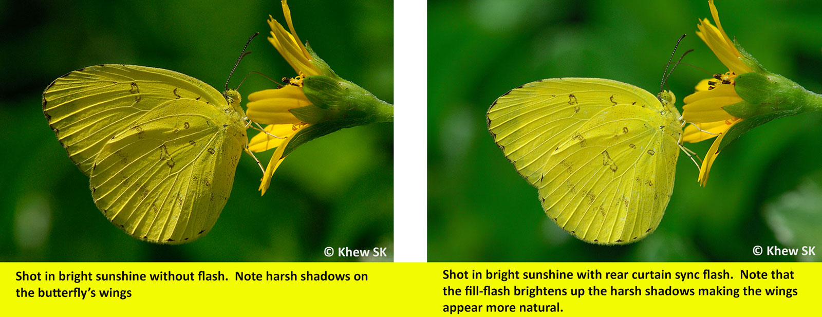 Butterflies of Singapore: Butterfly Photography 101 - Part 4