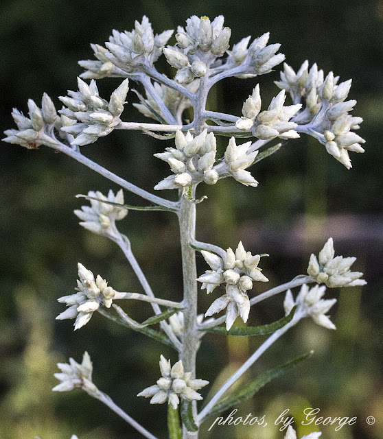 "What's Blooming Now" : Sweet Everlasting, Rabbit Tobacco ...