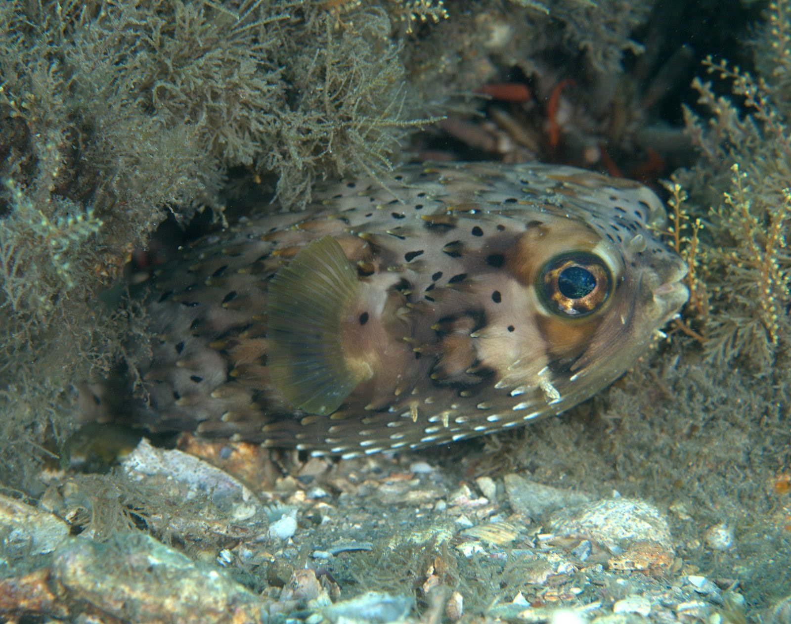 under pressure world: Balloonfish- Blue Heron Bridge, FL
