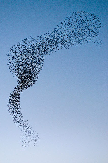 A Lifetime of Days: The Murmuration of the Body