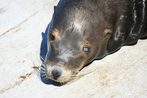 Deformutilation: Blind Animals