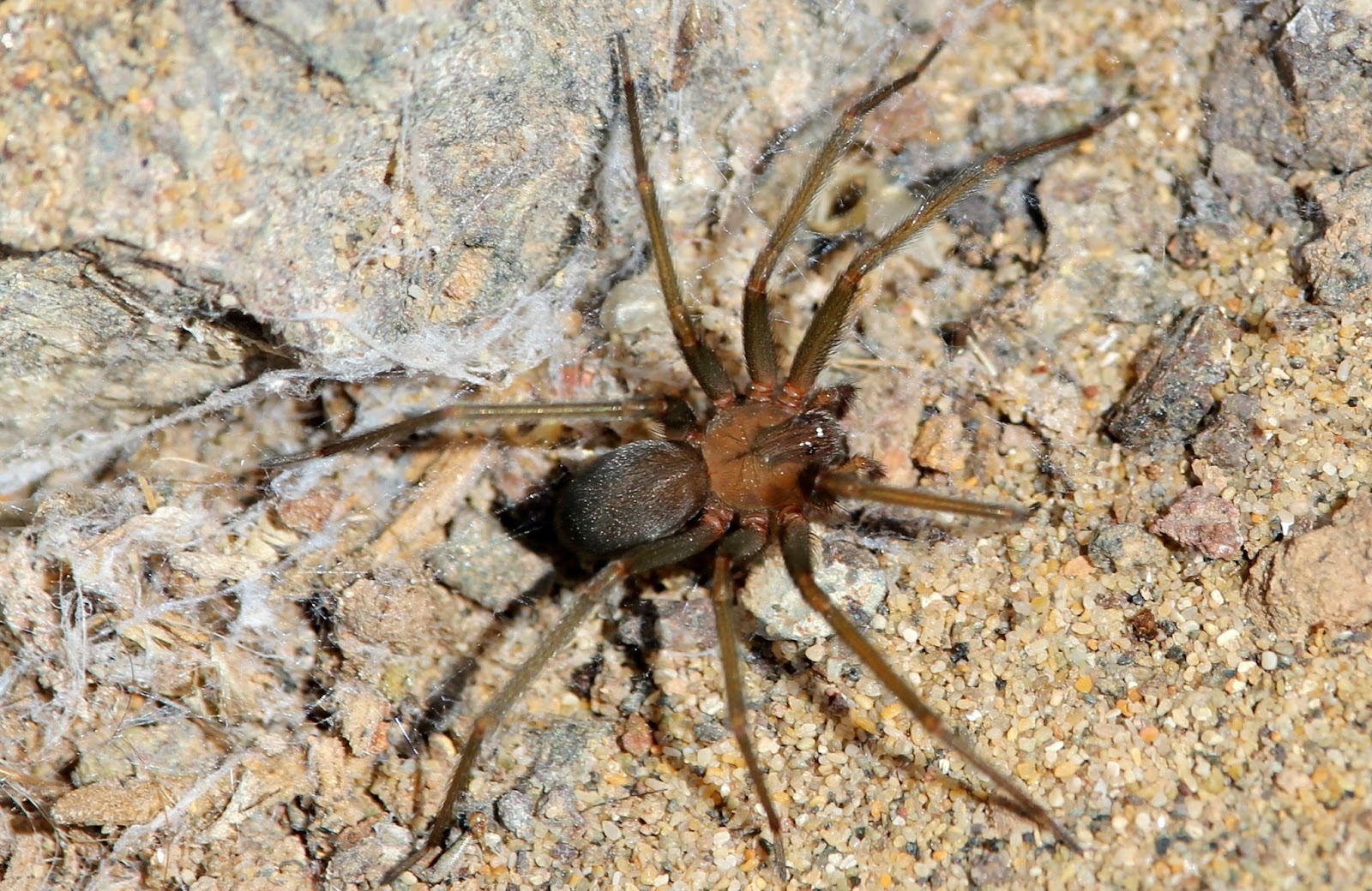 Caminantes del Desierto: LA ARAÑA DE RINCÓN. LA VERDAD TRAS EL MITO