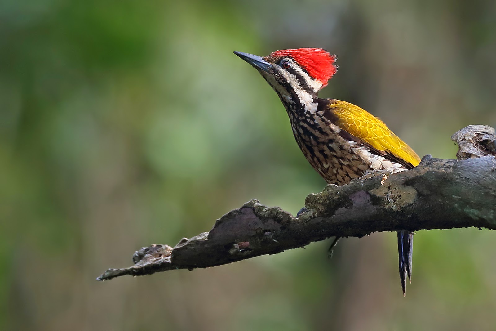 Common Flameback Woodpecker nesting behaviour
