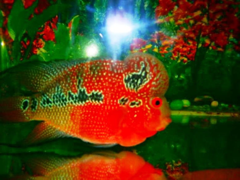FLOWERHORN FISH photos - wallpapers (ανανεωμένο) | the fun bank