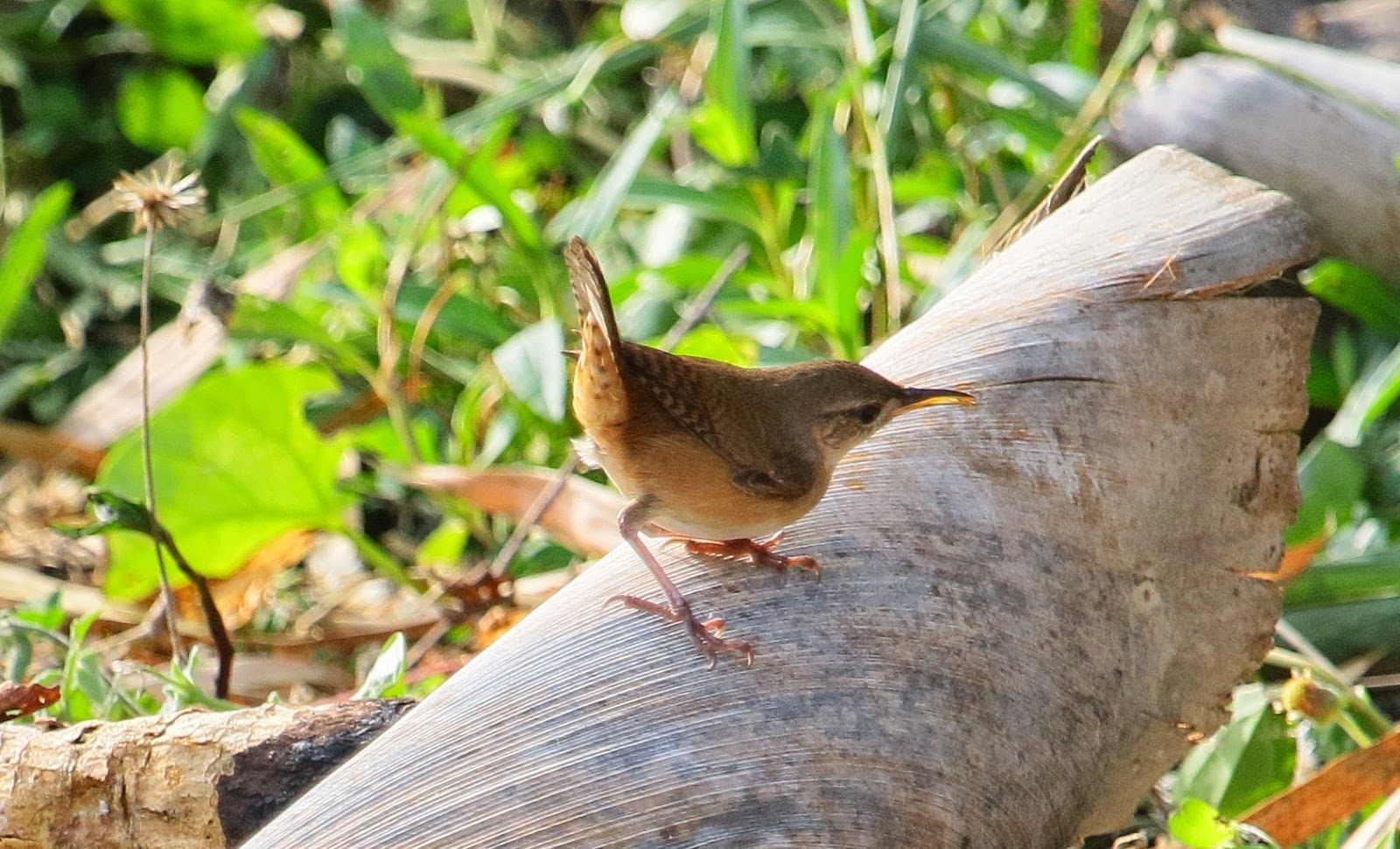 Nuestro bello mundo...: Pajareo en La Bahia de Cata, Edo. Aragua ...