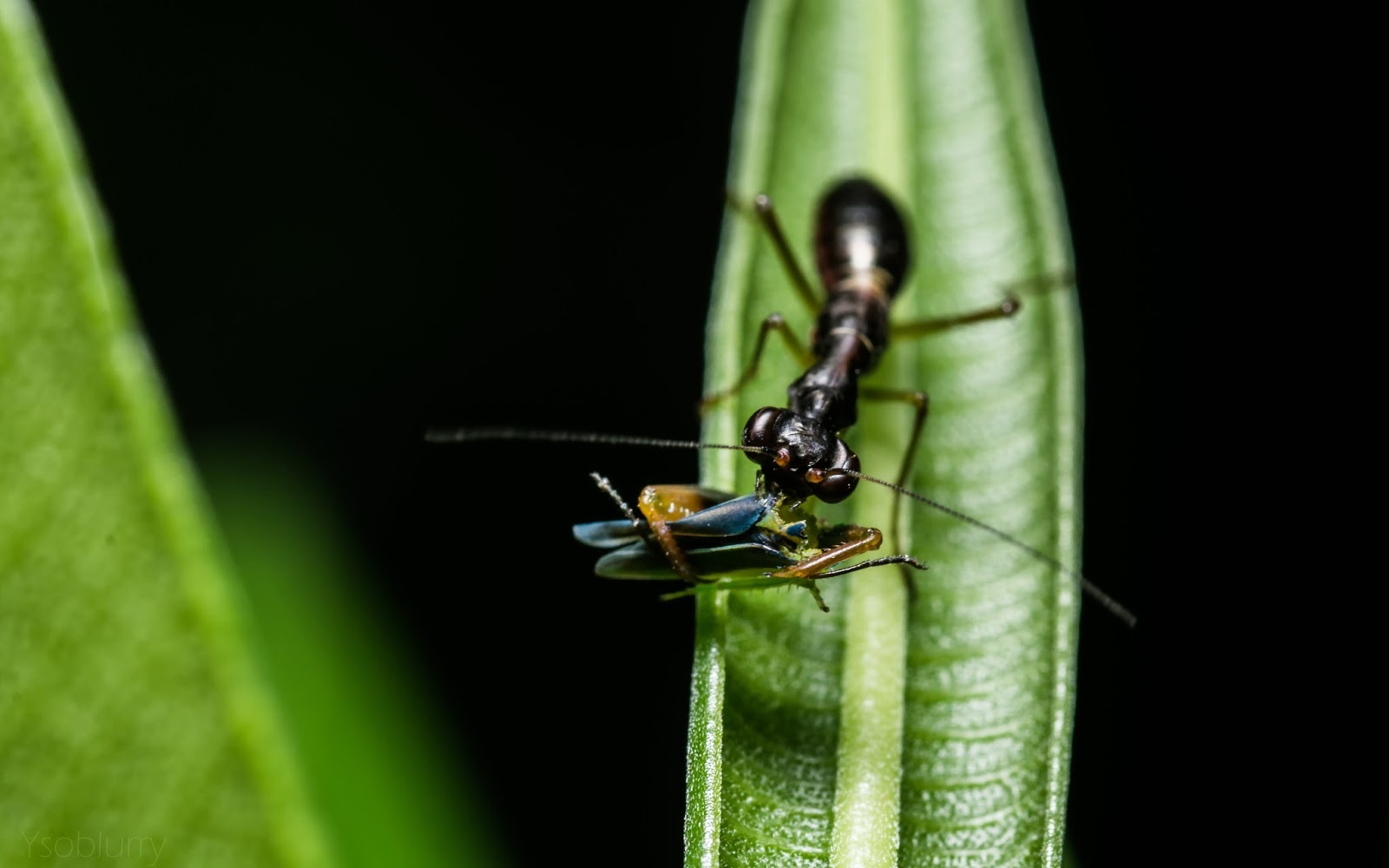 Ant-mimic mantis nymph - Ysoblurry