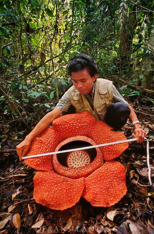 BLISS ADVENTURE TRAVEL: EAST MALAYSIA, SABAH, BORNEO, MOUNT KOTA KINABALU