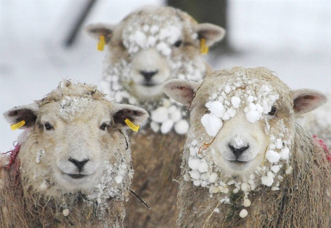 20 Wonderful pictures of animals in the snow | Amazing Creatures