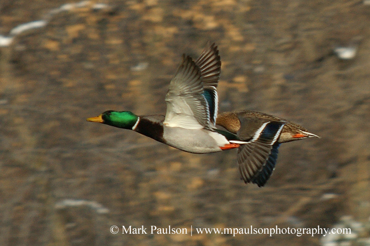 MAP Artistic Photography: Photo of the Day:Mallard Pair on the Wing ...