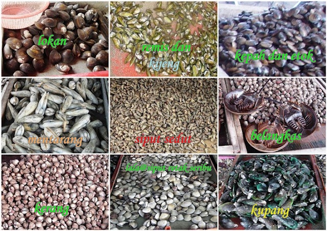 Laman Pengail: Hidupan laut ~ Kerang-kerangan