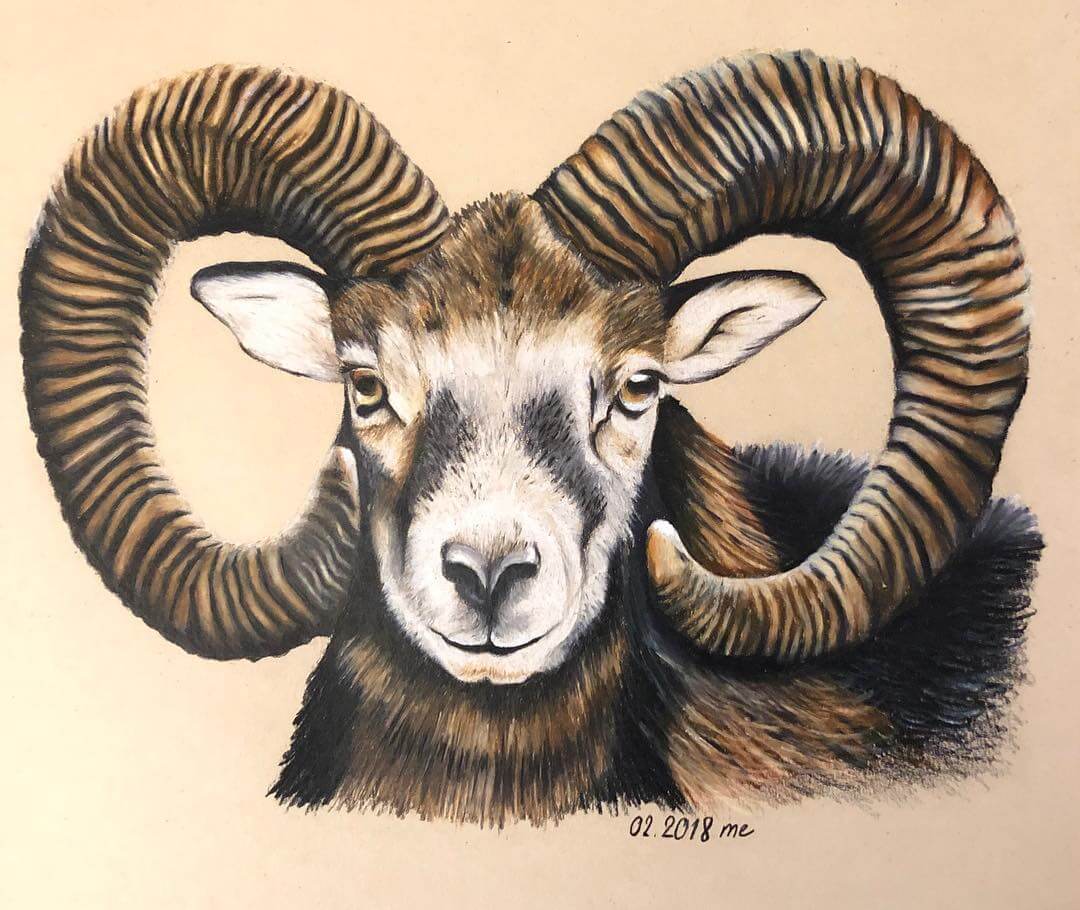 Ram Animal Drawing