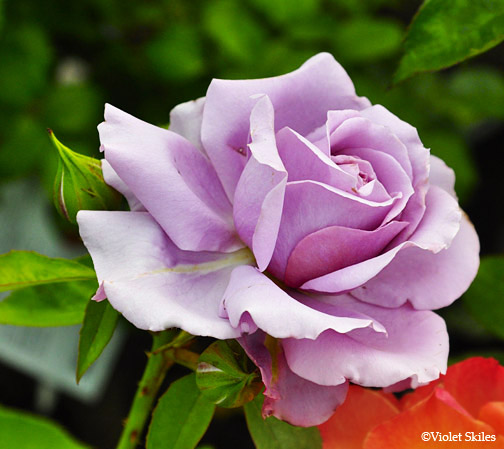 Create Beauty: Favorite Roses