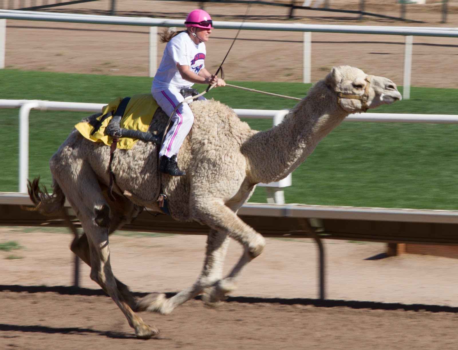 James Gordon Patterson Photography: Turf Paradise Ostrich and Camel ...