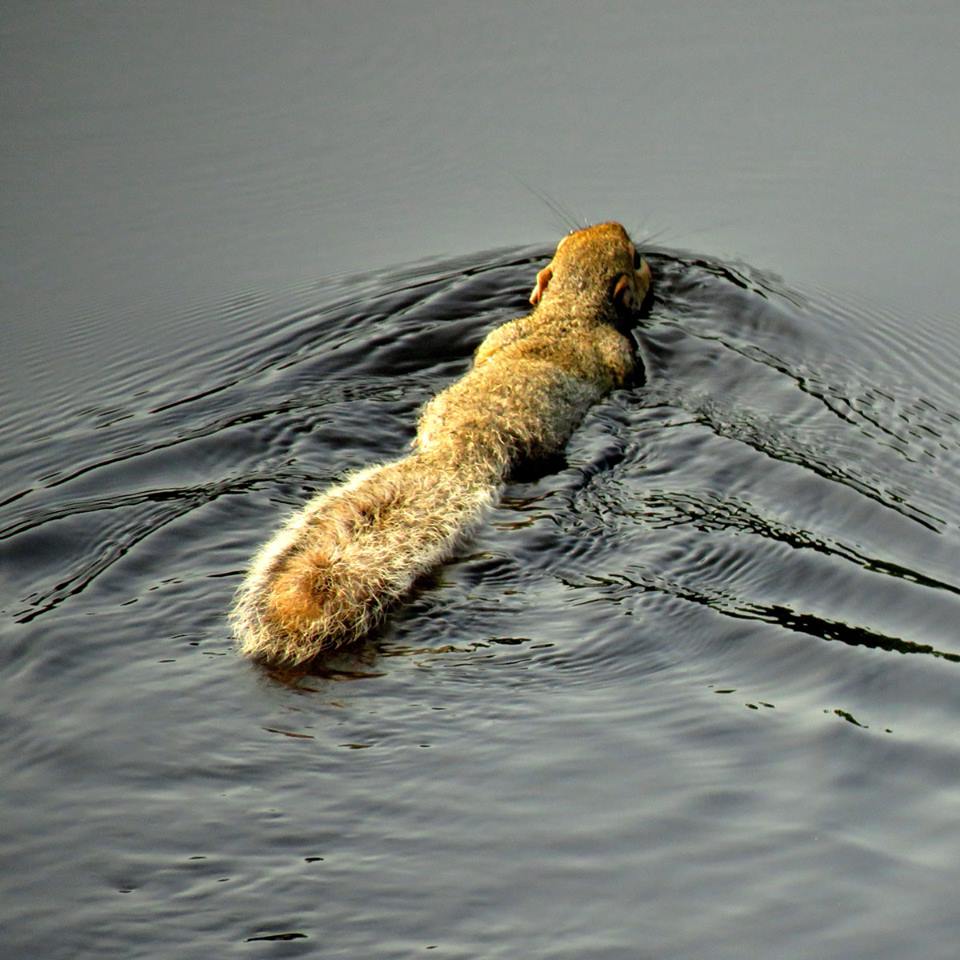 Lake Wicwas Nature Journal: September 9, 2018 - Swimming Squirrels
