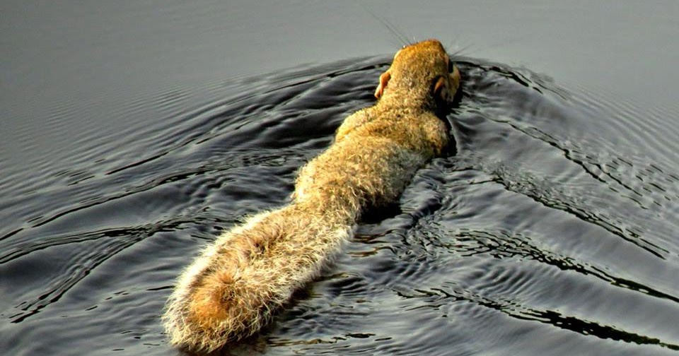 Lake Wicwas Nature Journal: September 9, 2018 - Swimming Squirrels