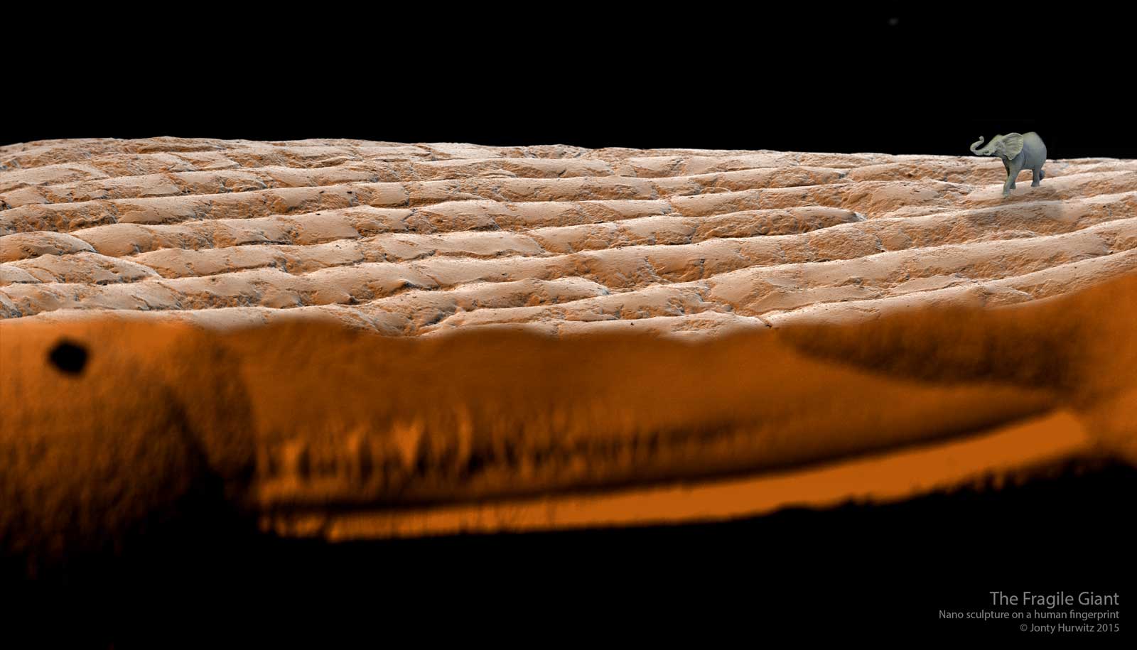 SCIENCE TO SOCIETY: A giant elephant on a groove of human fingerprint ...