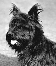 Famous Dogs in History: Fala: FDR's Favorite Dog