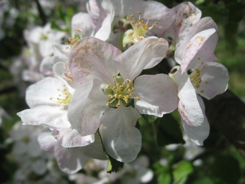 The Orchard Year: Idared Apple - Blossom Walk