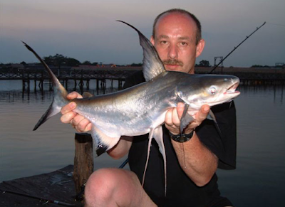 8 Biggest Paroon Sharks Ever | Paroon Sharks Guide