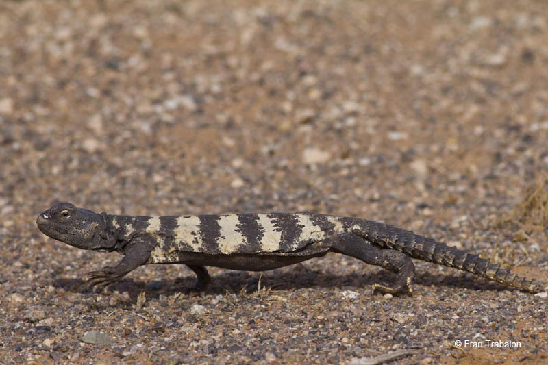 ZAGROS NATURE IMAGES: Western Sahara Lizards