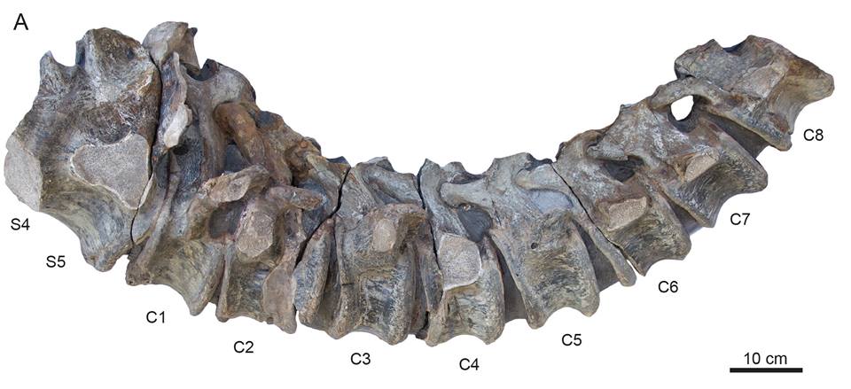 Paleontología en Colombia: Padillasaurus leivaensis, un nuevo saurópodo ...