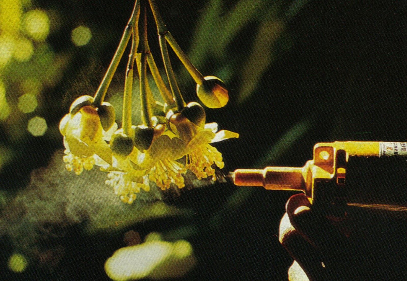 Durian Info: Pollination of Durian Flowers