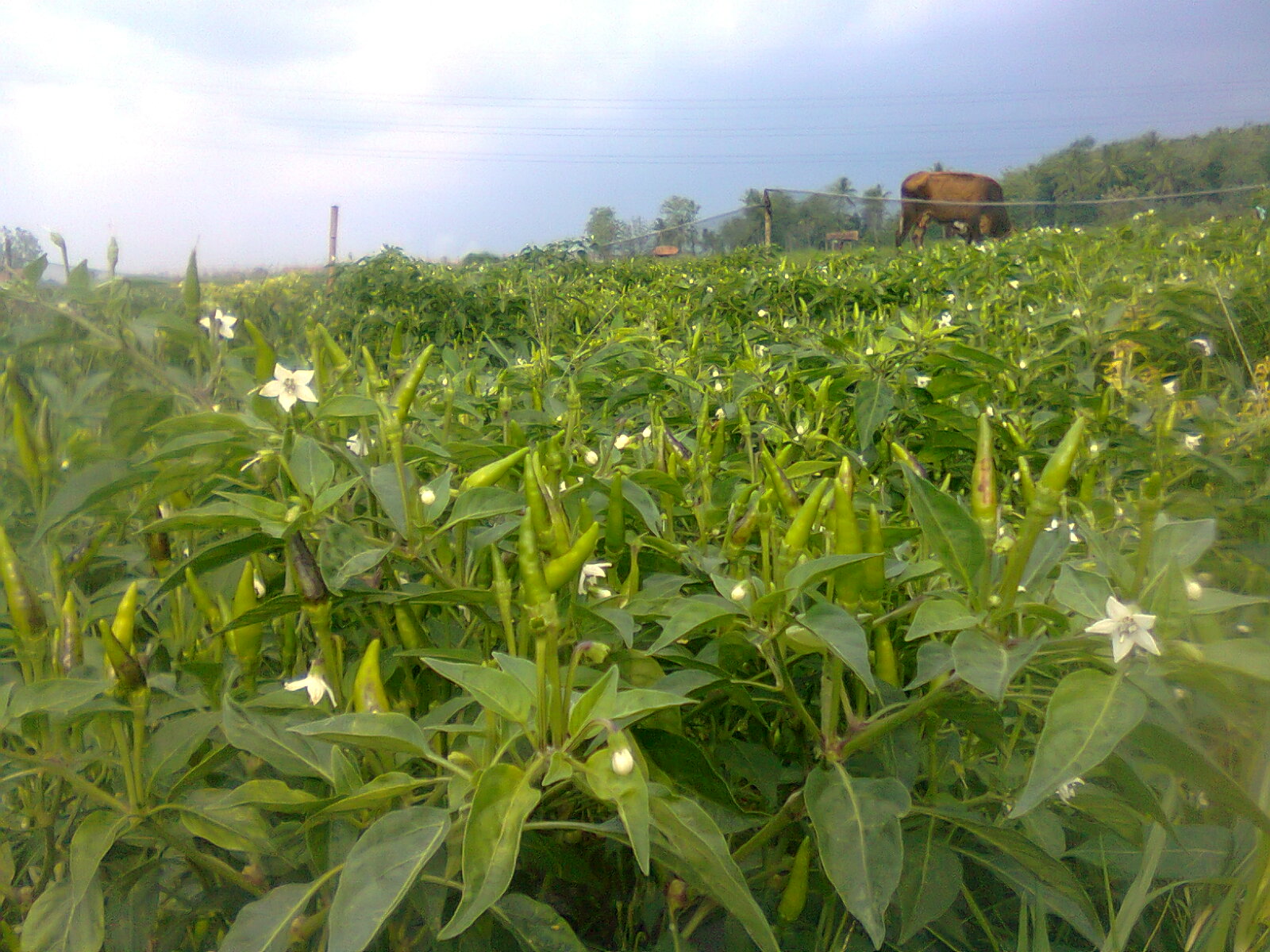 Hasil Foto Kebun Cabe Yang Lebat Buahnya - Rumah Petani