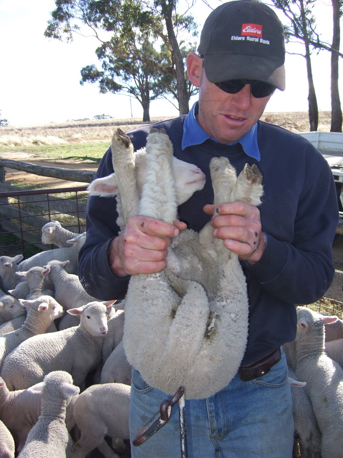 K T 's Farm Life: Lamb Marking