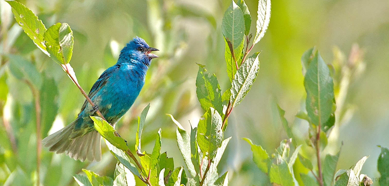 Passerin indigo - Indigo Bunting