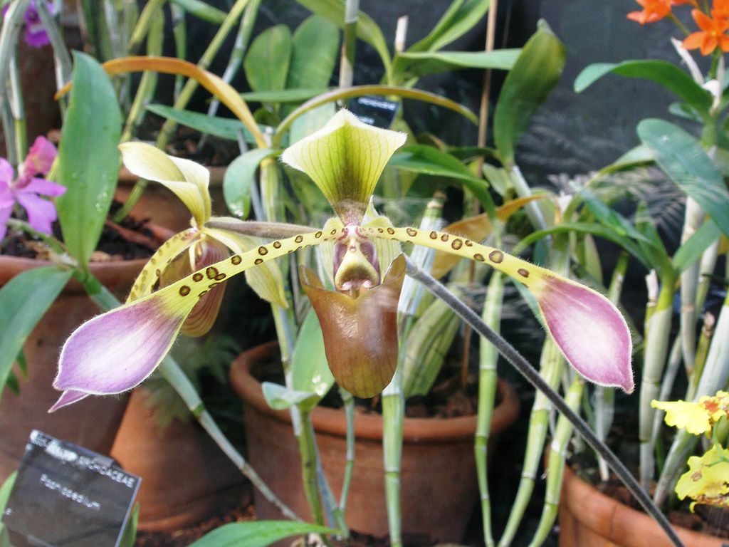Grow and care Paphiopedilum lowii orchid - Low's Paphiopedilum ...