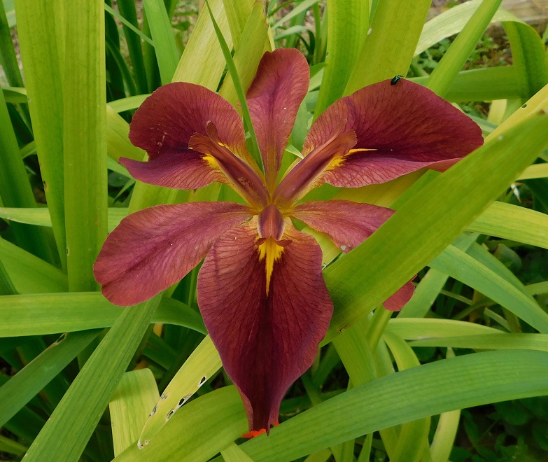 World of Irises: Diversity of Color in Louisiana Irises - Red Irises