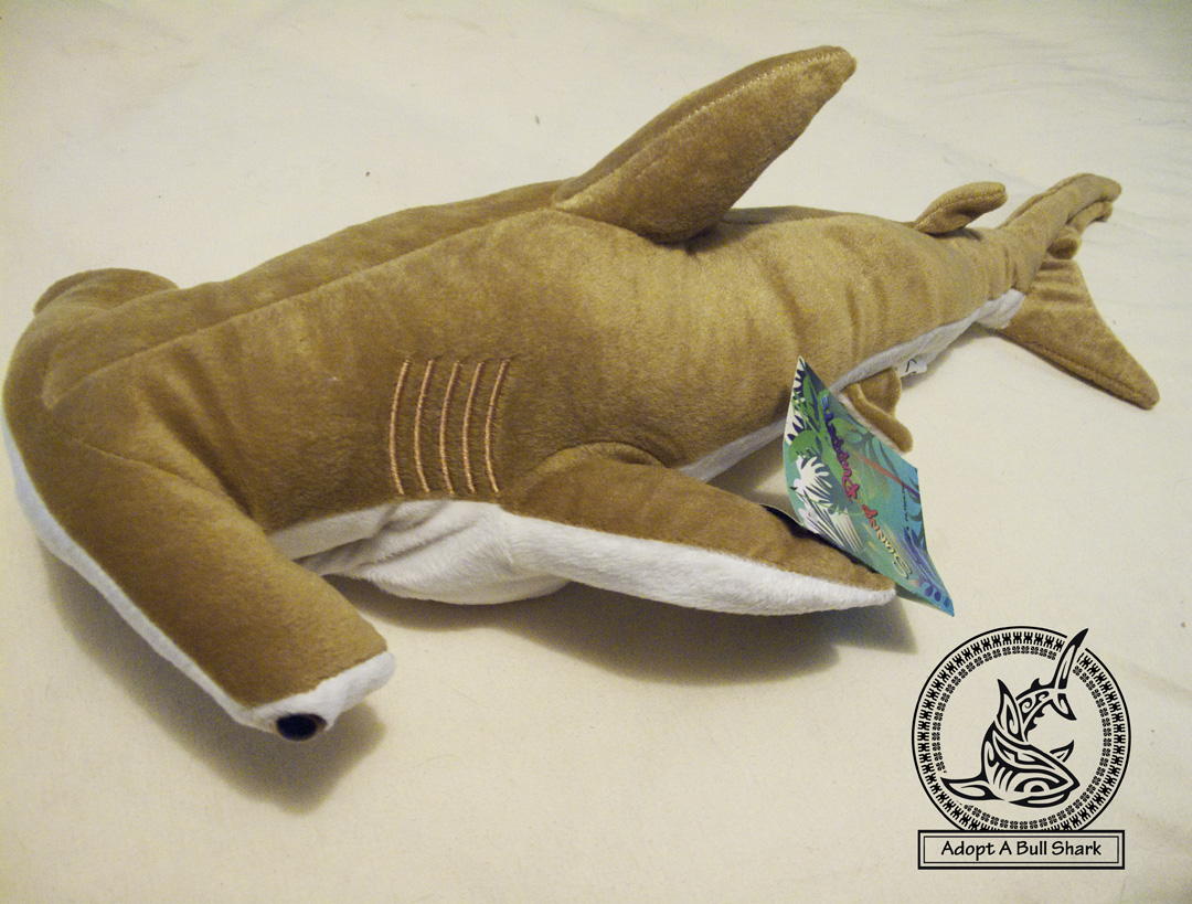 The Best Shark Dive in the World!: Adopt a Bull Shark - Announcement!