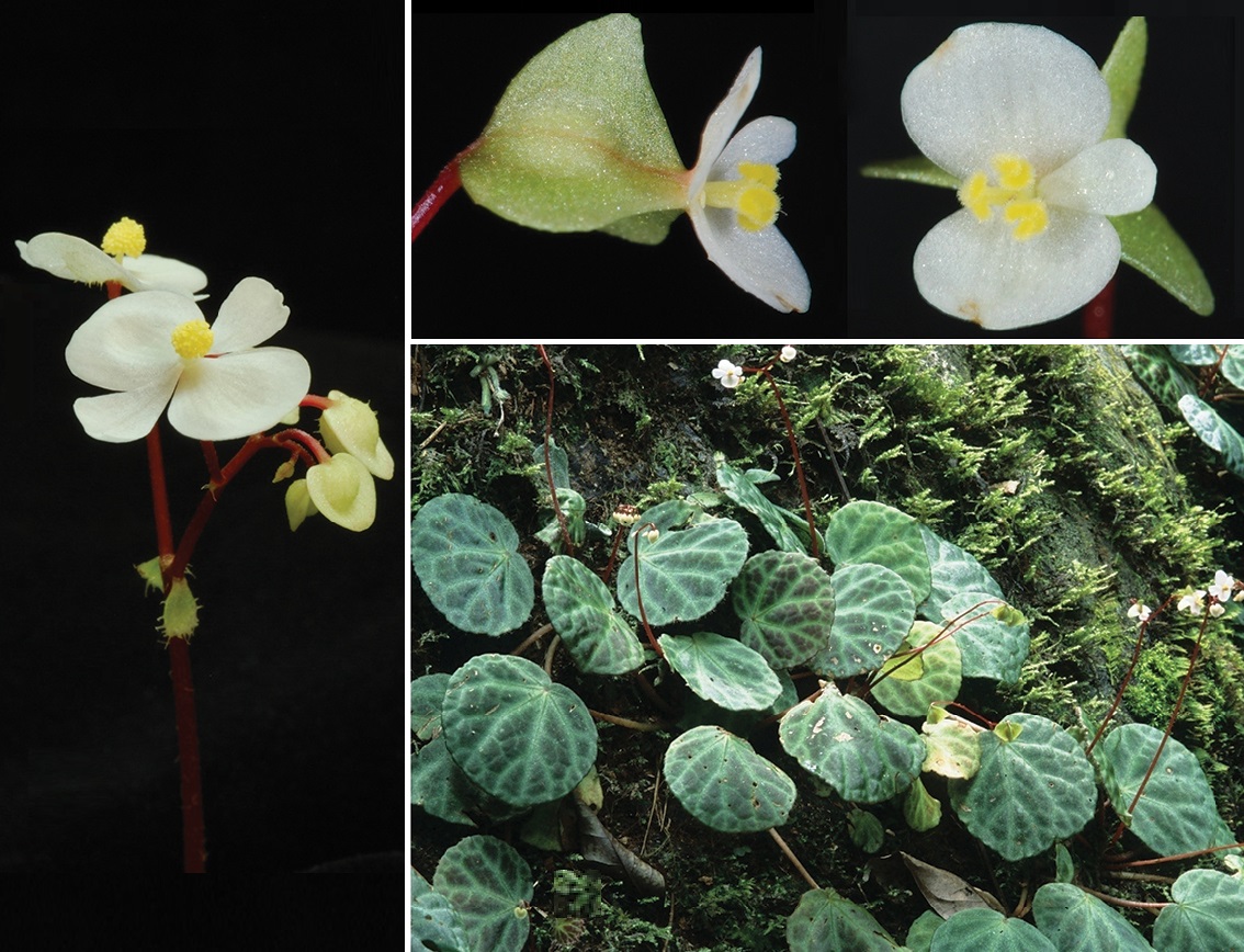 Species New to Science: [Botany • 2018] Begonia yenyeniae (Begoniaceae ...