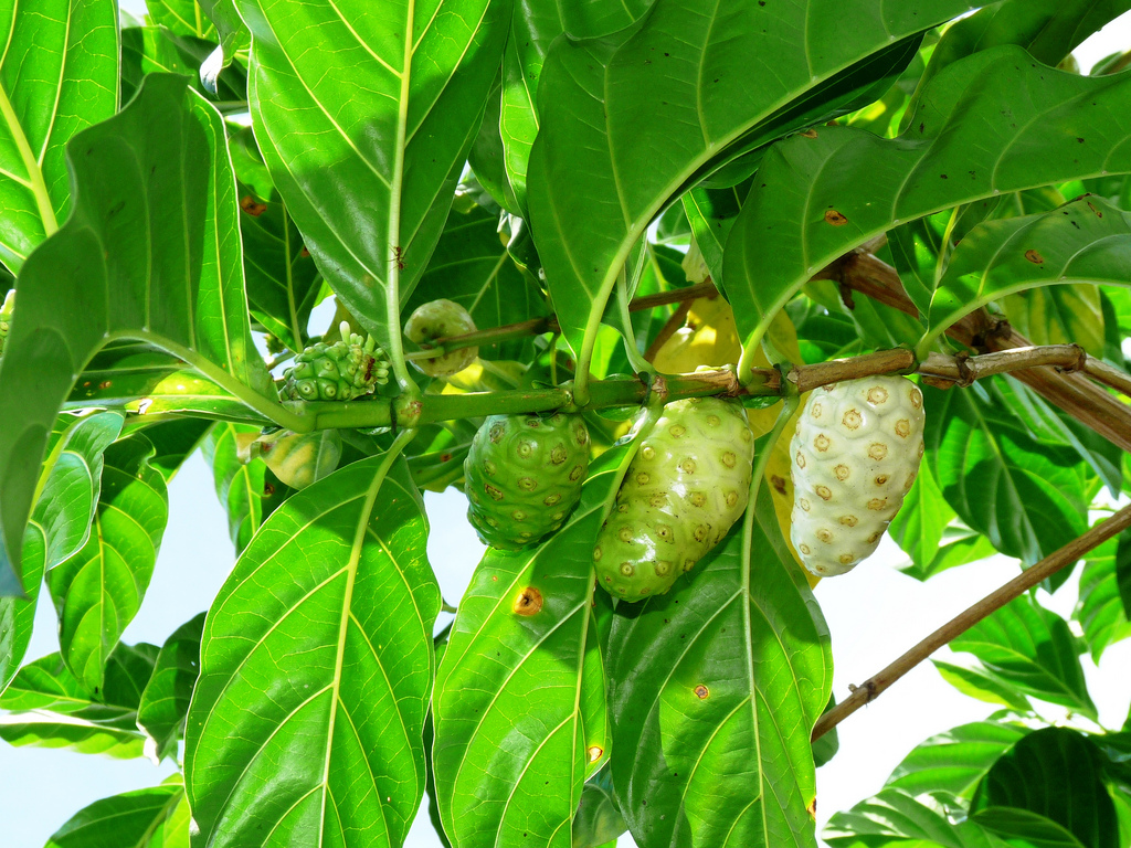 Alam Mengembang Jadi Guru: 10 Tanaman-Tanaman yang Berkhasiat