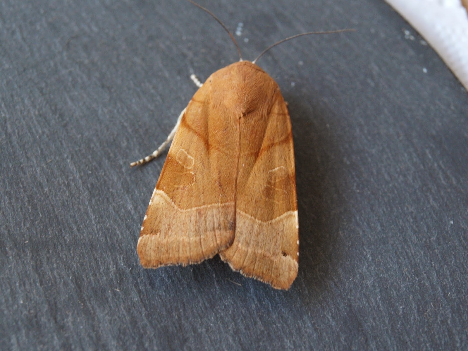 Ragged Robin's Nature Notes: Garden Butterflies and Moths