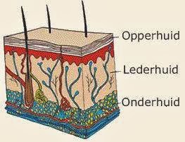 Huid