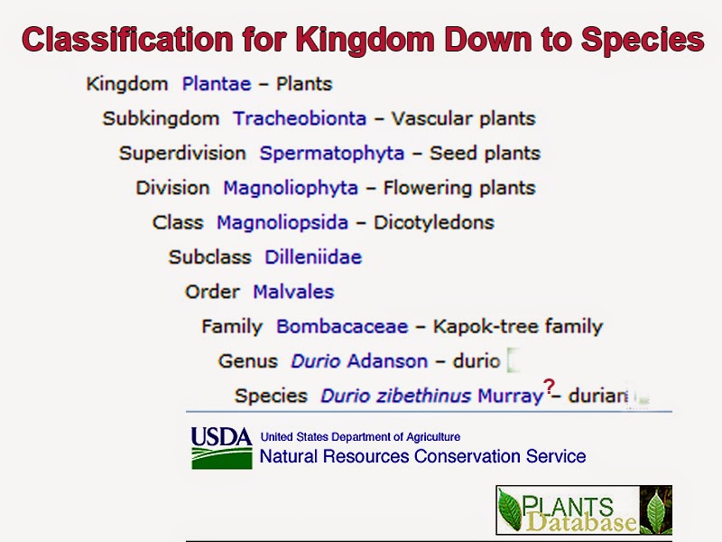 Durian Info: Botany of The Common Durian