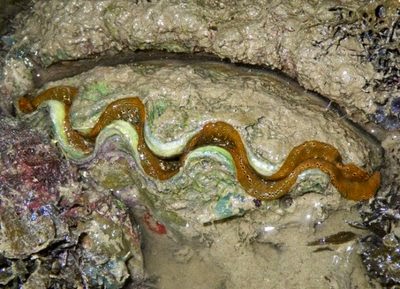 Festival of Biodiversity 2014: Festival of Biodiversity 2014 is here!