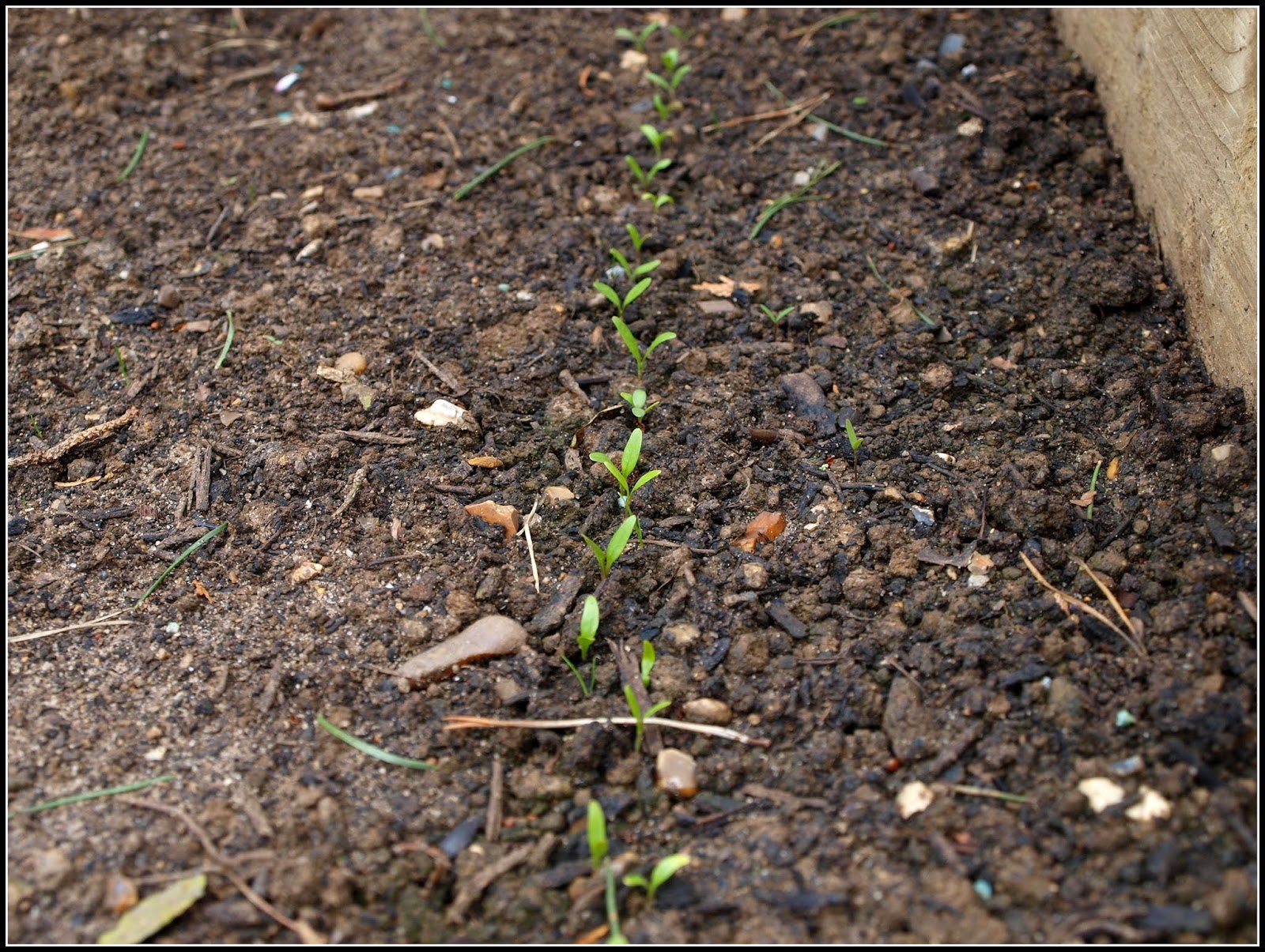Mark's Veg Plot: Parsnips make their appearance