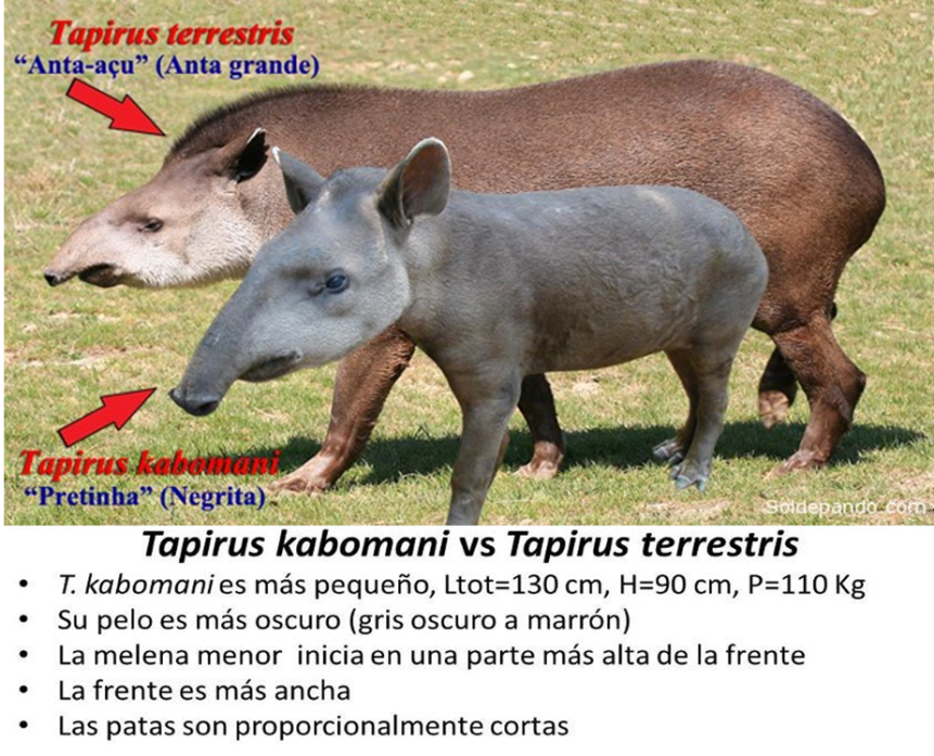TAPIRS: The Tapir Preservation Fund (TPF)