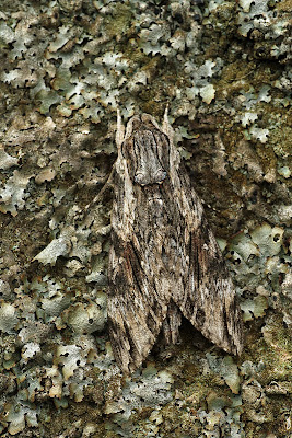 Gower Wildlife: Migrant moth invasion at Horton