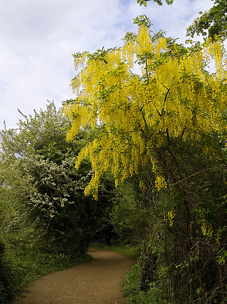 Milton Country Park Through the Year: Laburnum