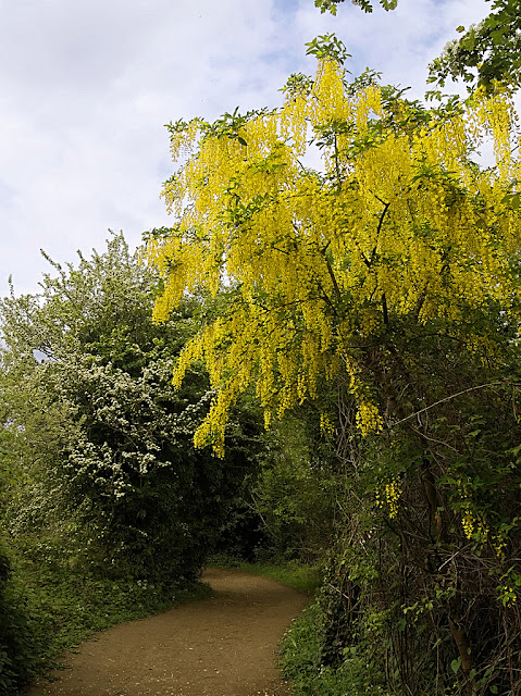 Milton Country Park Through the Year: Laburnum